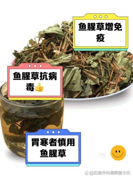 鱼腥草泡水喝的功效与副作用_长期喝鱼腥草水安全吗-第3张图片-山城妙识