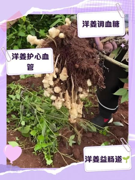 吃洋姜有什么好处_洋姜的功效与作用-第1张图片-山城妙识