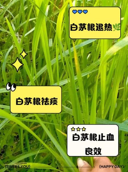 白茅根能长期泡水喝吗_白茅根泡水喝的禁忌-第3张图片-山城妙识