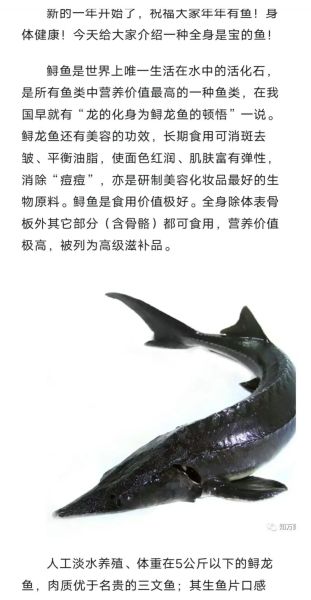 鲟鱼头能吃吗_鲟鱼头为什么不能吃-第3张图片-山城妙识