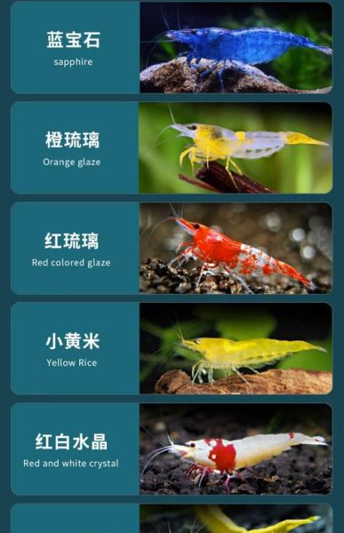 观赏虾怎么养_观赏虾新手入门指南-第1张图片-山城妙识