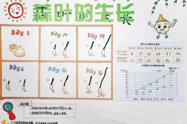 蒜苗怎么种_蒜苗图片生长过程-第3张图片-山城妙识