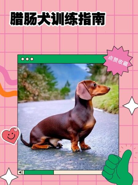 腊肠犬智商排名第几_训练技巧有哪些-第2张图片-山城妙识