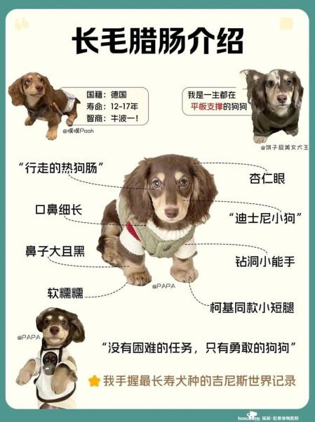 腊肠犬智商排名第几_训练技巧有哪些-第3张图片-山城妙识