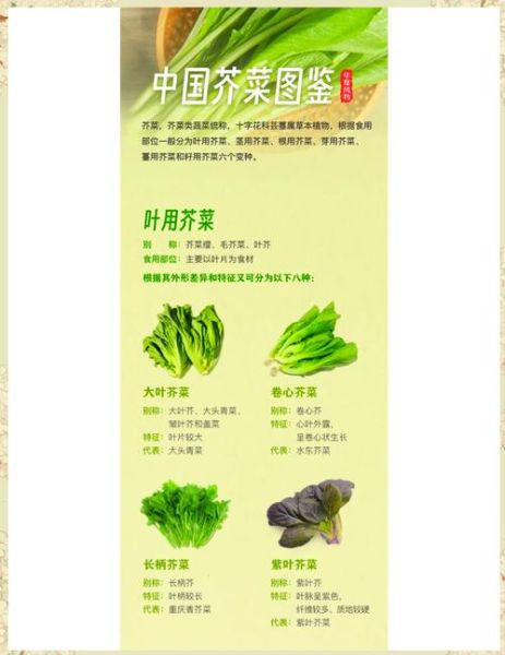 芥菜图片功效与作用_芥菜怎么吃最营养-第1张图片-山城妙识