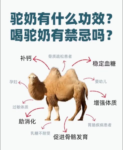 驼奶的功效与作用利弊_适合什么人喝-第3张图片-山城妙识