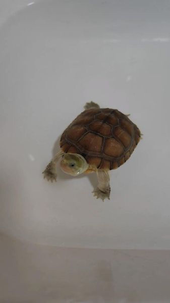 黄喉拟水龟价格多少钱一只_黄喉拟水龟价格2024最新行情-第2张图片-山城妙识