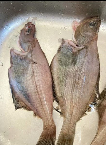 偏口鱼和鸦片鱼的区别_怎么区分偏口鱼鸦片鱼-第1张图片-山城妙识