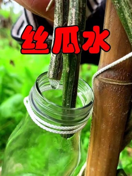 丝瓜水怎么保存_丝瓜水可以放多久-第1张图片-山城妙识