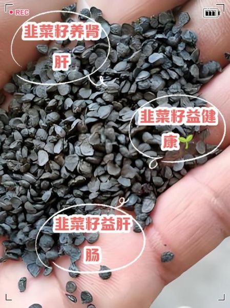 韭菜籽三天见效是真的吗_韭菜籽怎么吃最快见效-第2张图片-山城妙识