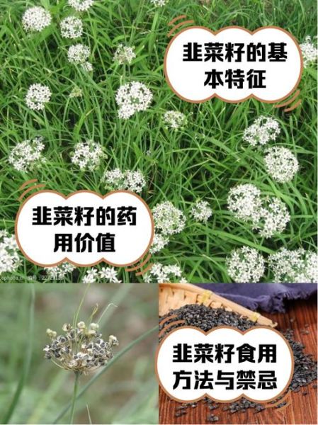 韭菜籽三天见效是真的吗_韭菜籽怎么吃最快见效-第1张图片-山城妙识