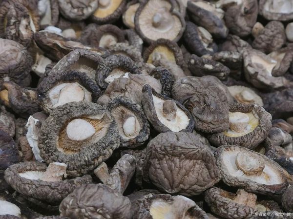 香菇种类图片大全大图_如何分辨常见香菇品种-第2张图片-山城妙识