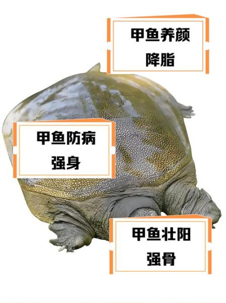 吃甲鱼遭报应是真的吗_甲鱼灵性禁忌-第1张图片-山城妙识