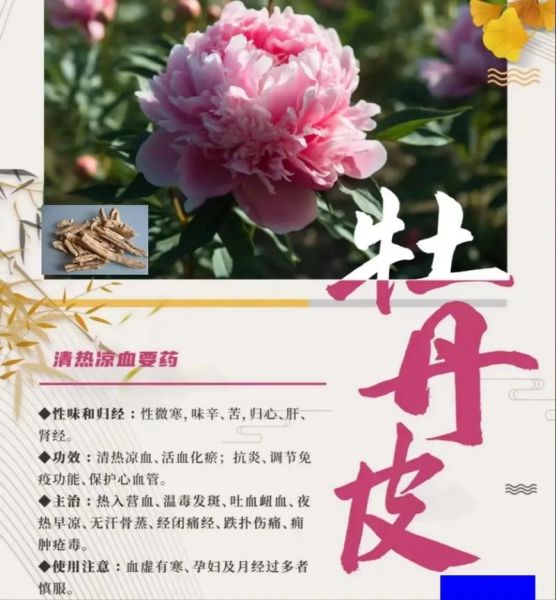 牡丹皮的功效与作用主要治什么病_牡丹皮能治疗哪些慢性病-第2张图片-山城妙识