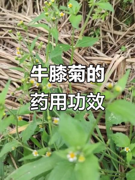 牛膝菊的功效与作用_牛膝菊能治疗哪些疾病-第2张图片-山城妙识