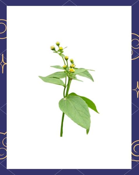 牛膝菊的功效与作用_牛膝菊能治疗哪些疾病-第1张图片-山城妙识