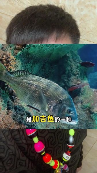 鲷鱼种类图解_如何区分真鲷与黑鲷-第3张图片-山城妙识