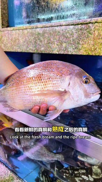 鲷鱼种类图解_如何区分真鲷与黑鲷-第2张图片-山城妙识