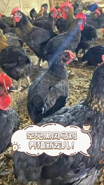 黑凤鸡养殖技术_黑凤鸡营养价值-第1张图片-山城妙识