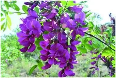 紫色洋槐花怎么吃_紫色洋槐花怎么做好吃-第2张图片-山城妙识