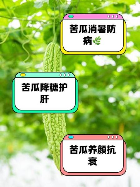 苦瓜怎么吃降血压效果最好_苦瓜降血压的正确吃法-第3张图片-山城妙识