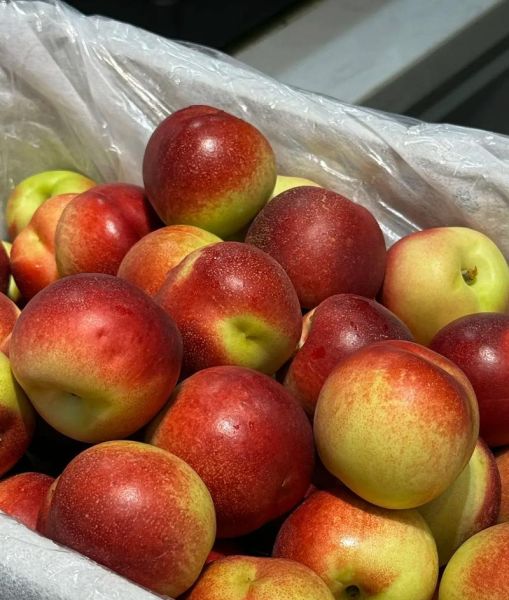 蜜枣桃产地在哪里_蜜枣桃是哪里的特产-第1张图片-山城妙识