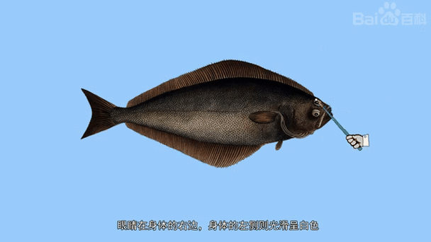 鲽鱼长什么样_鲽鱼外形特征图解-第2张图片-山城妙识