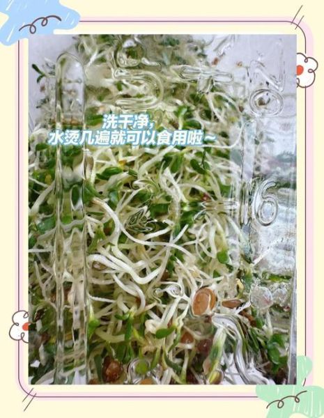 苜蓿芽怎么种_苜蓿芽家庭做法-第2张图片-山城妙识