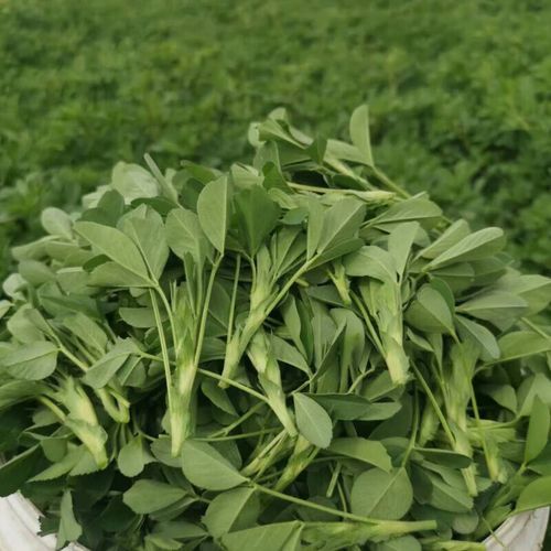 苜蓿芽怎么种_苜蓿芽家庭做法-第3张图片-山城妙识