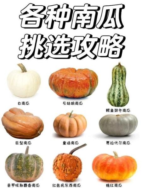 南瓜有哪些品种_南瓜种类怎么区分-第3张图片-山城妙识