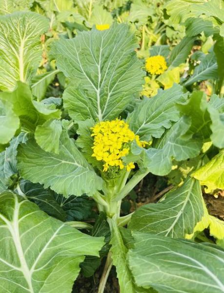 增城迟菜心什么时候上市_增城迟菜心怎么做好吃-第3张图片-山城妙识