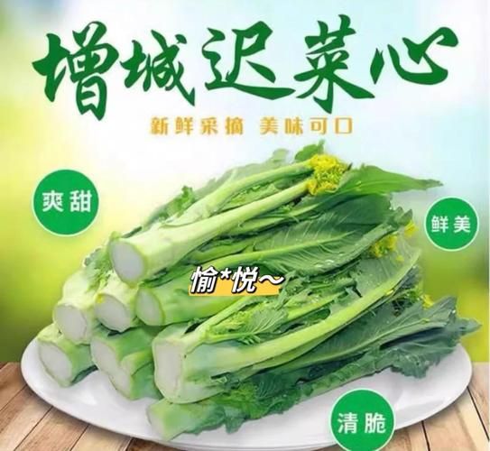 增城迟菜心什么时候上市_增城迟菜心怎么做好吃-第2张图片-山城妙识