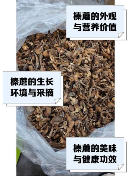 榛蘑的营养价值_榛蘑的功效与作用-第2张图片-山城妙识