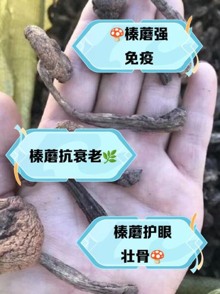 榛蘑的营养价值_榛蘑的功效与作用-第3张图片-山城妙识