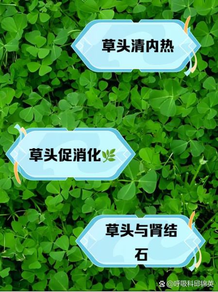 孕妇能不能吃草头_草头孕妇能吃吗-第2张图片-山城妙识 孕妇能不能吃草头_草头孕妇能吃吗-第2张图片-山城妙识