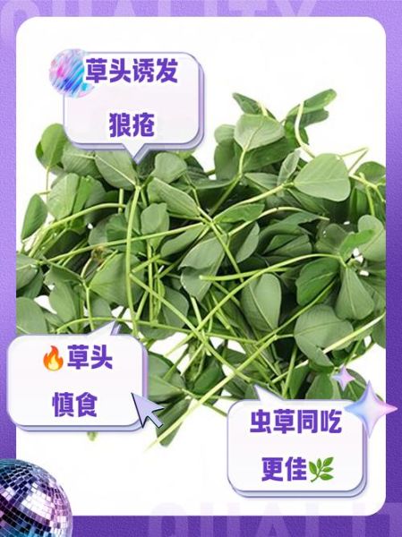 孕妇能不能吃草头_草头孕妇能吃吗-第1张图片-山城妙识 孕妇能不能吃草头_草头孕妇能吃吗-第1张图片-山城妙识