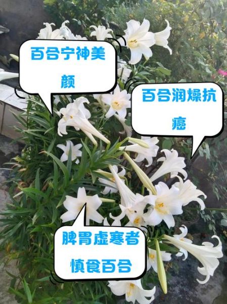 百合的禁忌人群有哪些_百合的副作用是什么-第2张图片-山城妙识