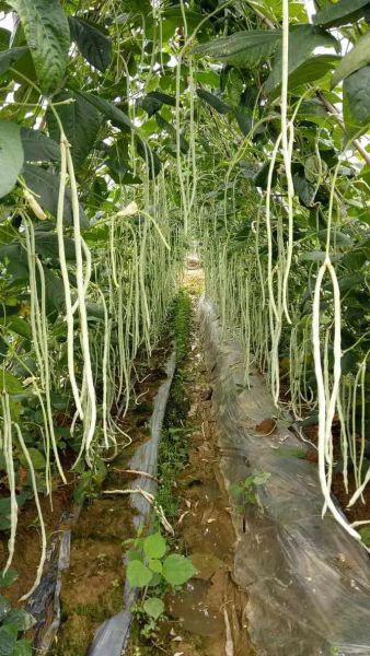 白豇豆图片大全_白豇豆怎么挑选-第3张图片-山城妙识