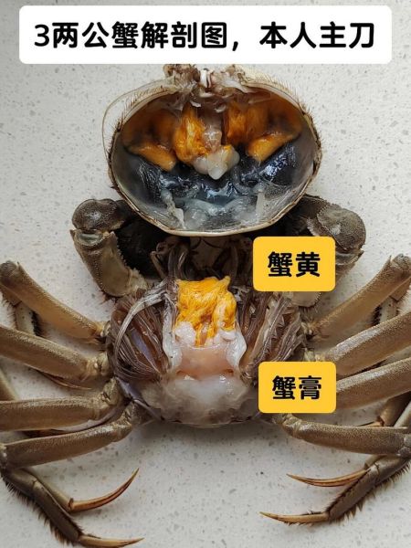 蟹黄是什么样子的_蟹黄和蟹膏区别-第3张图片-山城妙识