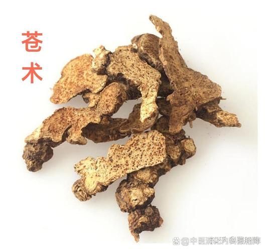 苍术能祛湿吗_苍术与白术的区别-第2张图片-山城妙识