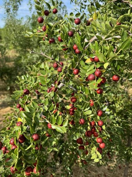 酸枣图片大全大图_酸枣长什么样-第1张图片-山城妙识