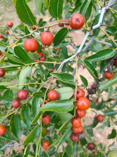 酸枣图片大全大图_酸枣长什么样-第2张图片-山城妙识