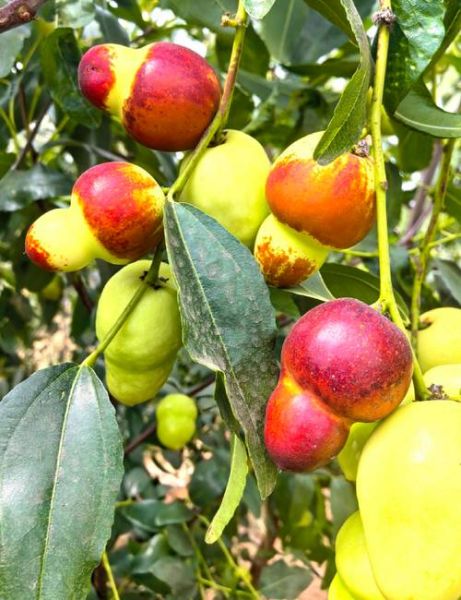 蜜枣和红枣哪个更好_蜜枣和红枣的区别-第3张图片-山城妙识