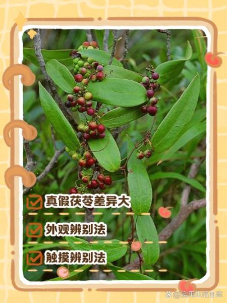 野生茯苓长什么样子_如何辨别真假野生茯苓-第2张图片-山城妙识