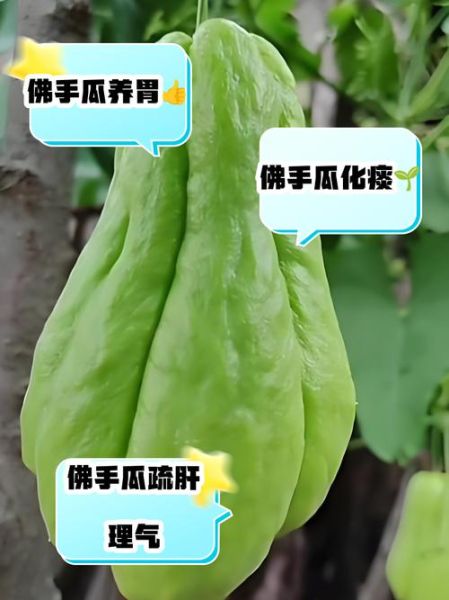 佛手瓜的功效与作用_佛手瓜的营养价值高吗-第3张图片-山城妙识 佛手瓜的功效与作用_佛手瓜的营养价值高吗-第3张图片-山城妙识