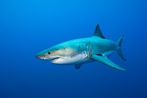 鲨鱼图片大全高清_哪里下载无水印-第3张图片-山城妙识