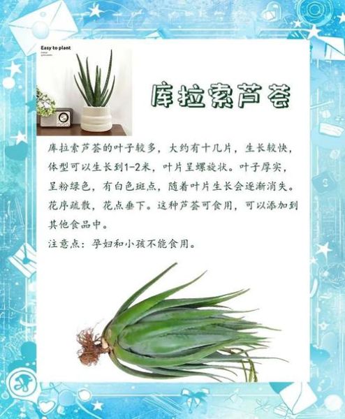 哪些芦荟可以吃_如何辨别可食用芦荟图片-第3张图片-山城妙识