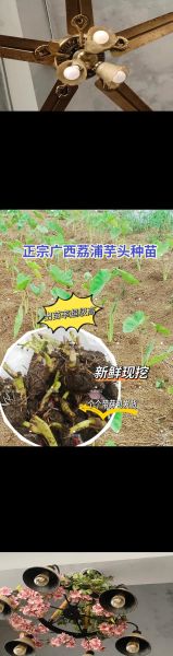 芋头怎么种才能高产_芋头高产种植技术要点-第3张图片-山城妙识