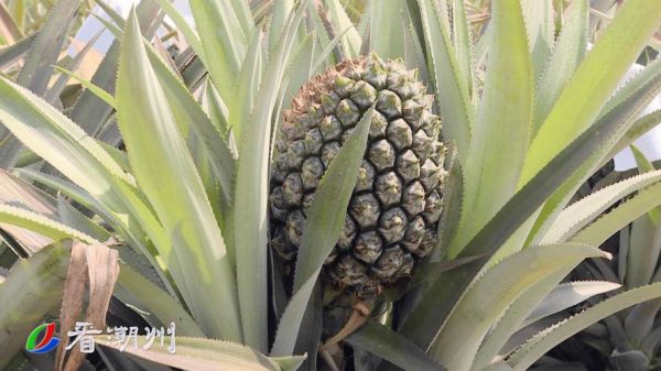 菠萝是怎么长出来的_菠萝种植全过程-第3张图片-山城妙识