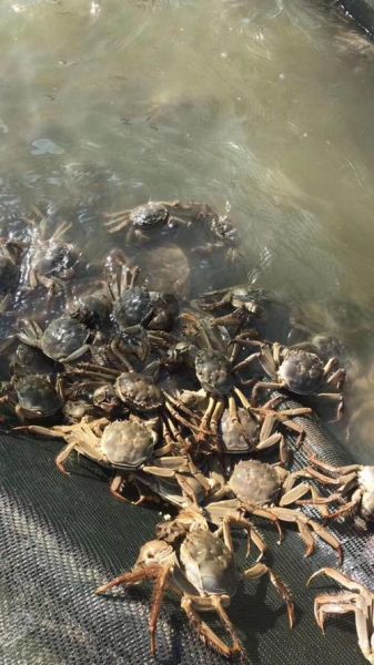 河蟹多少钱一斤_河蟹价格行情-第3张图片-山城妙识